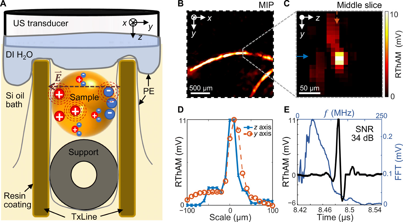 Noninvasive visualization of electrical conductivity in tissues at the ...